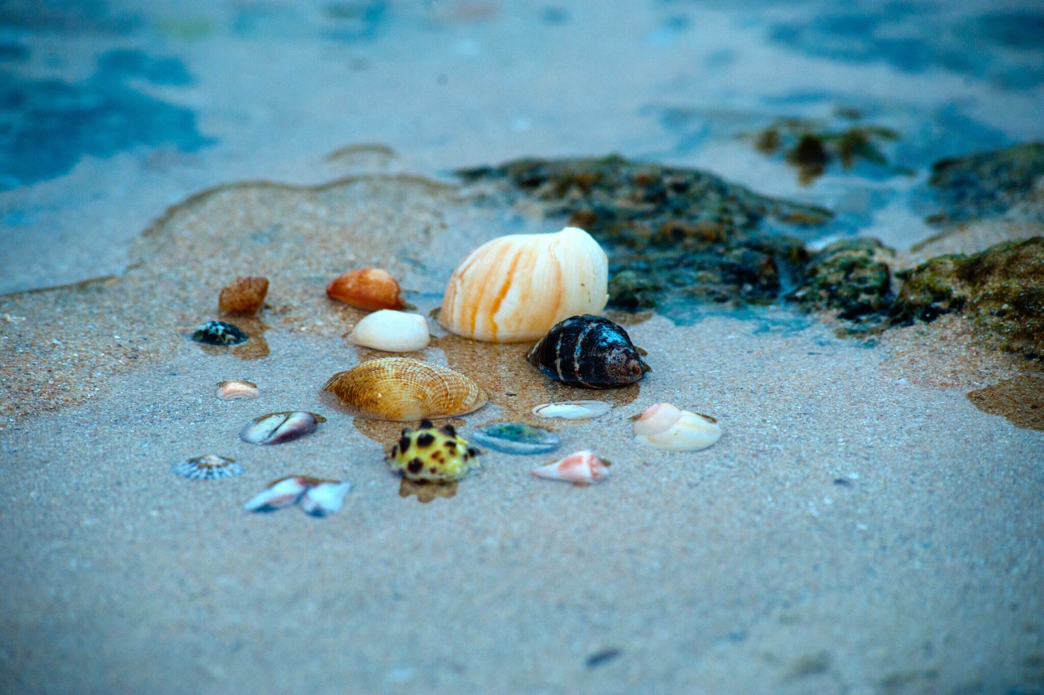 Best Places to Find Seashells Near Destin, Florida – CFL Wire